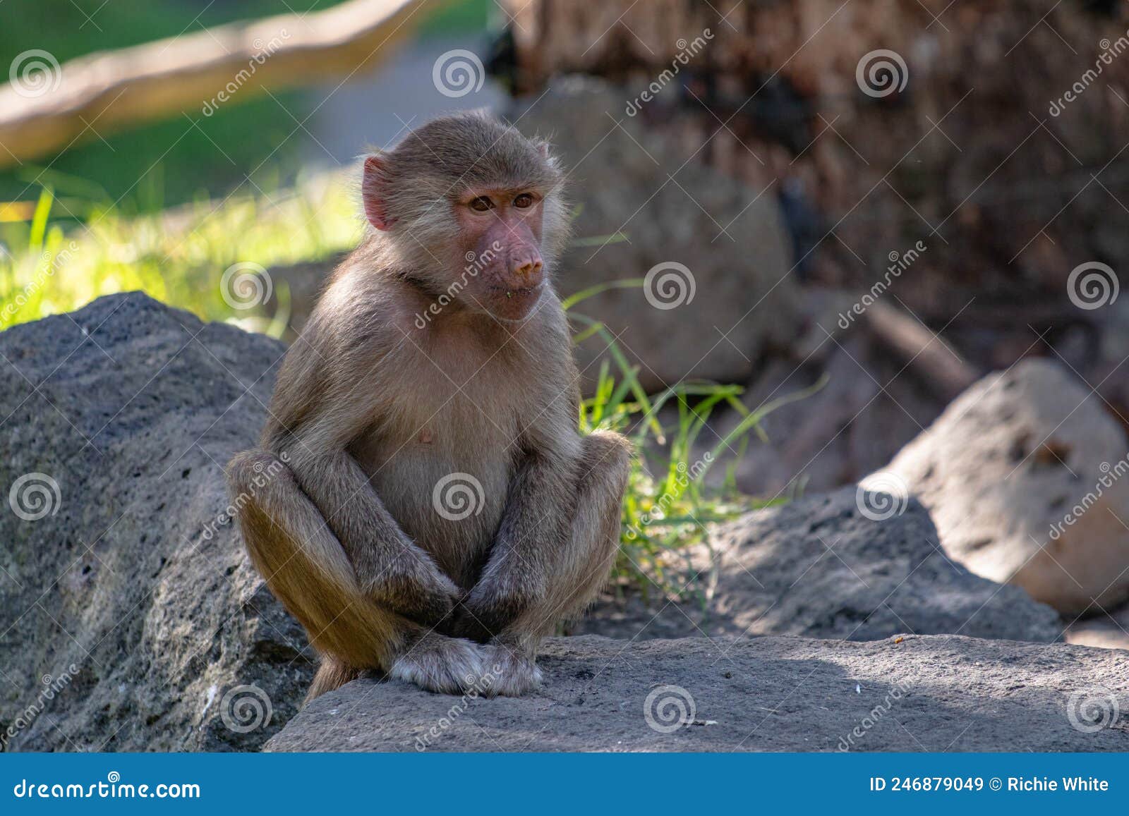 Young Hamadryas Baboon Sitting on a Rock Stock Image - Image of ...
