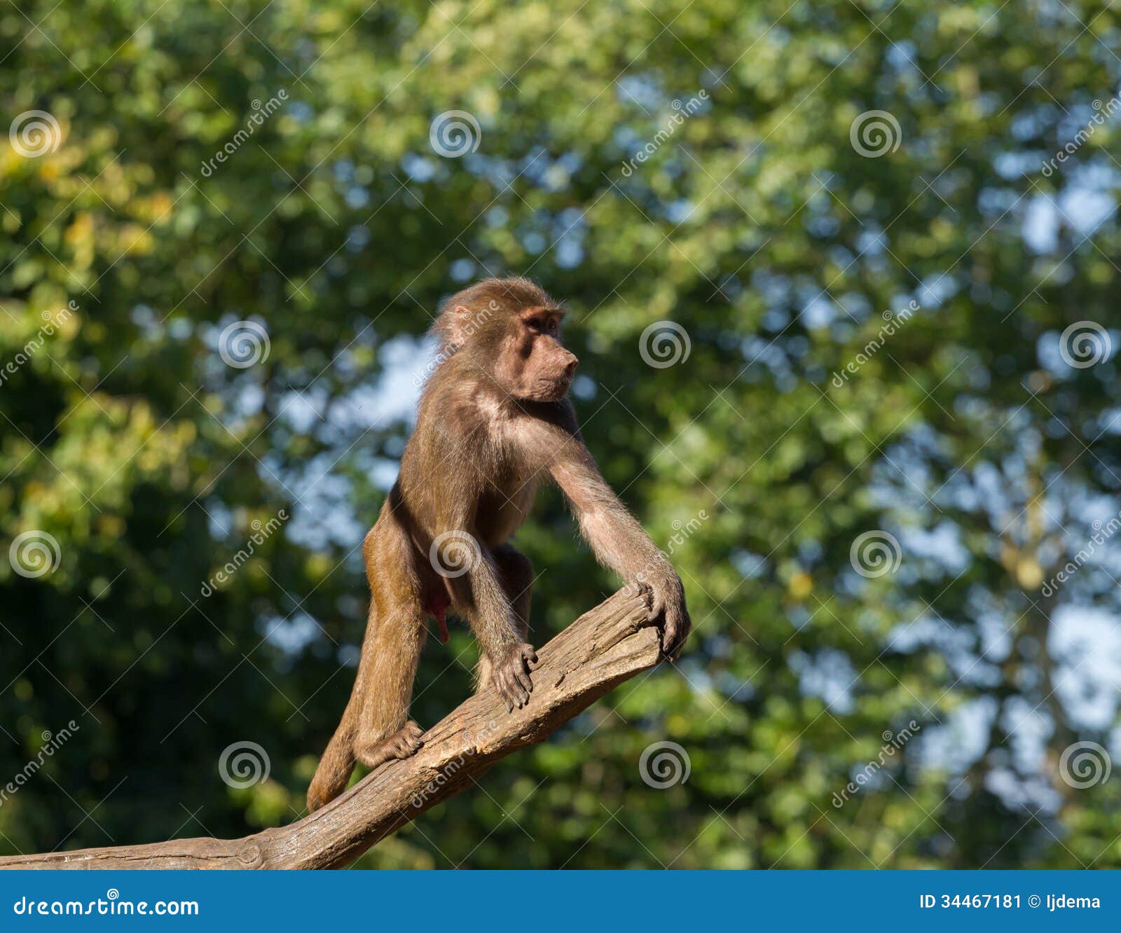 Young Hamadryas Baboon in a Tree Stock Image - Image of look, grey ...