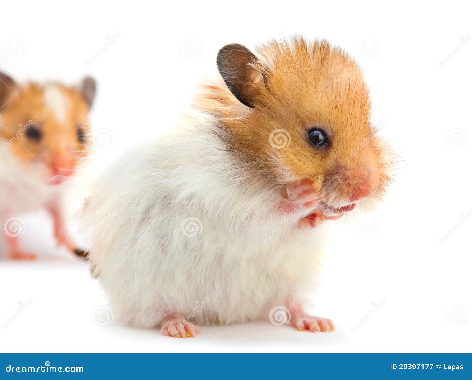 Young hamster washes stock image. Image of macro, animal - 29397177