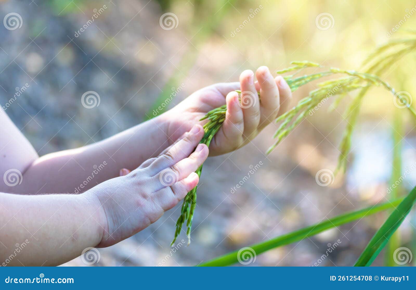 Young Hand Tenderly Touching Rice in Paddy Field.Farmer Hand with Rice ...