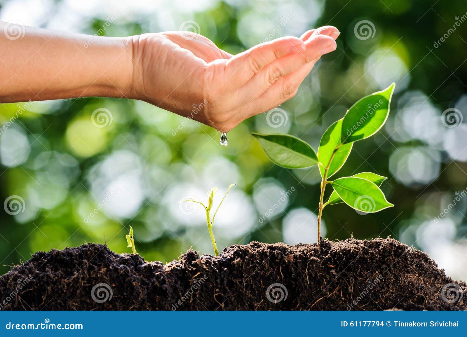 Young Hand Water Drop on Green Plant Growing on Soil Stock Photo ...