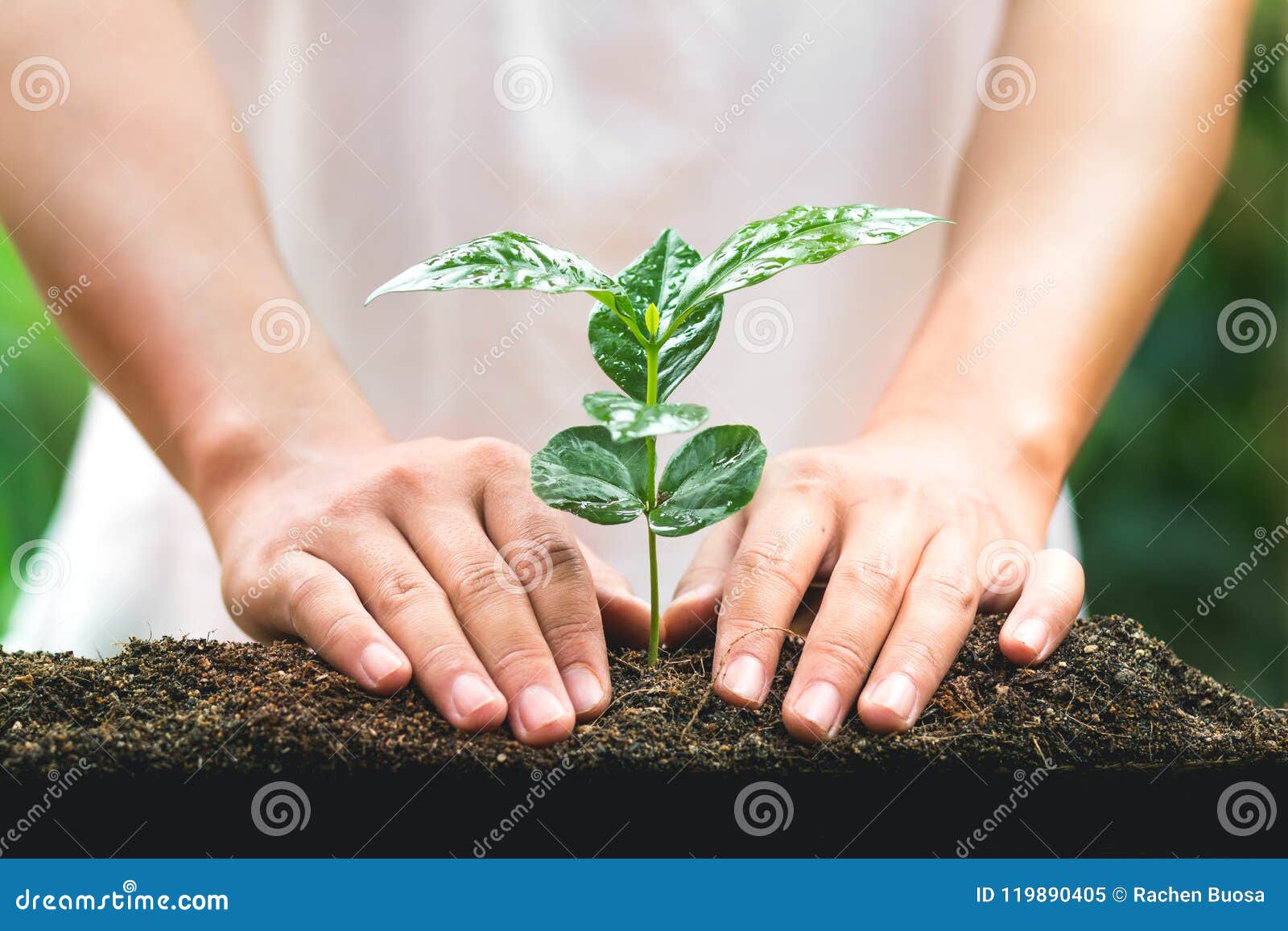 Young Hands Plant Coffee Tree Save World Concept Stock Image - Image of ...