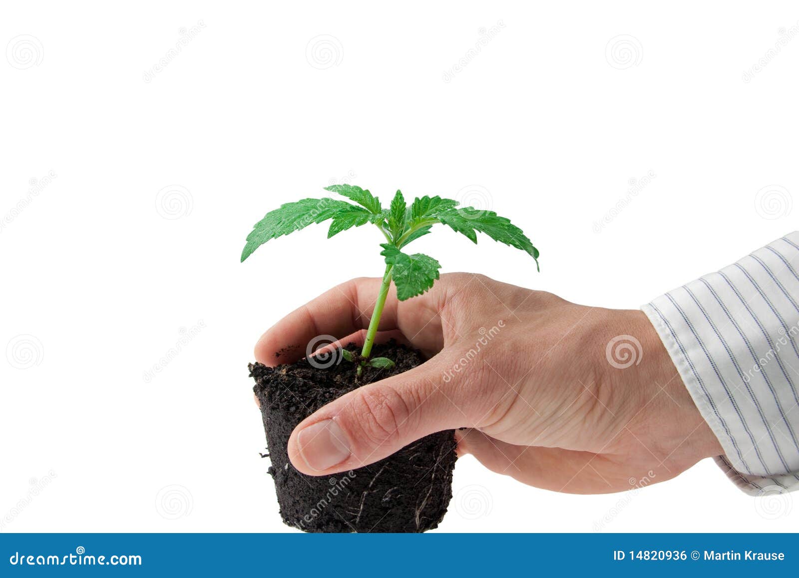 Young hands taking a plant stock photo. Image of life - 14820936