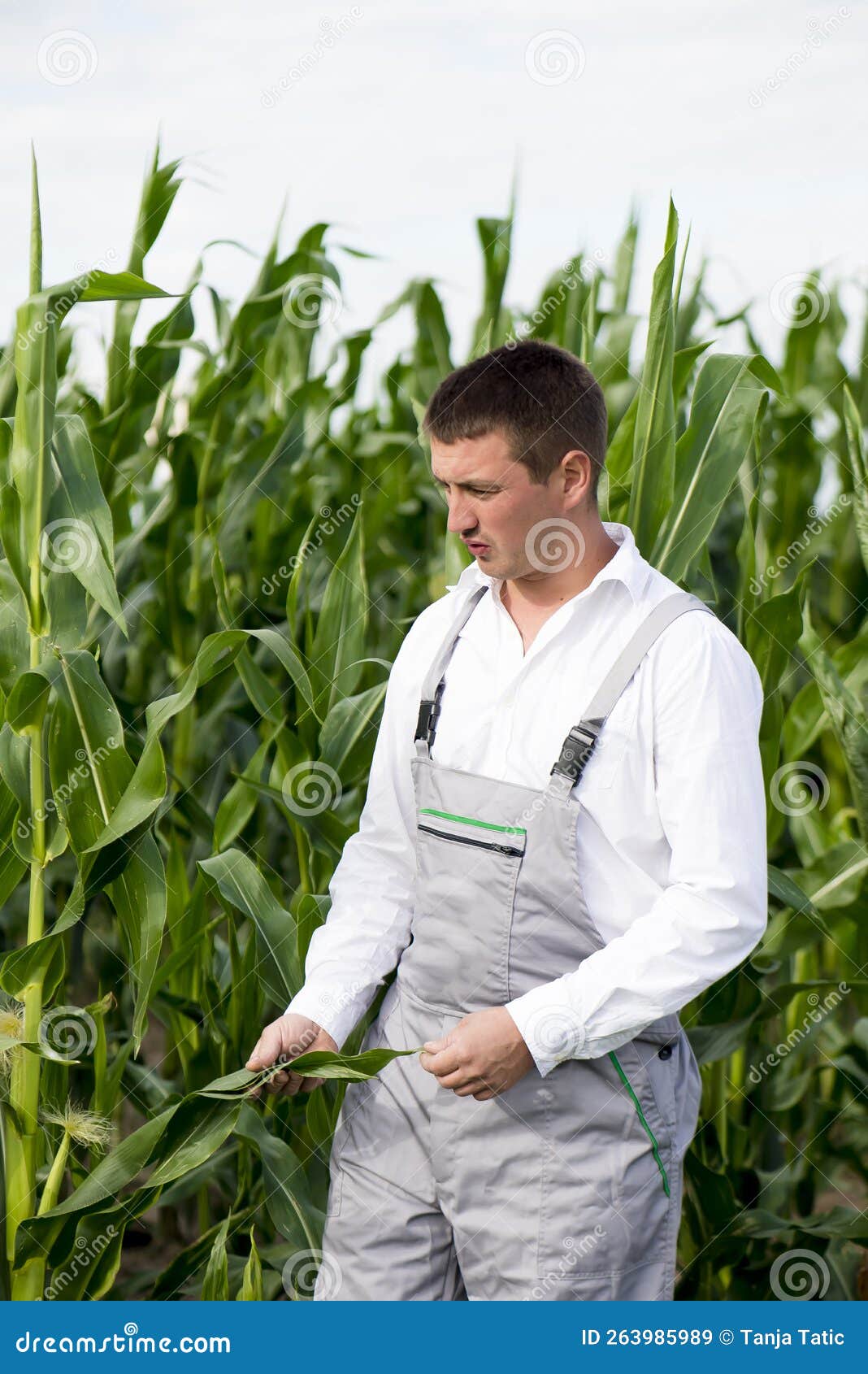 A Farmer in a Field of Green Corn. Stock Image - Image of years, happy ...