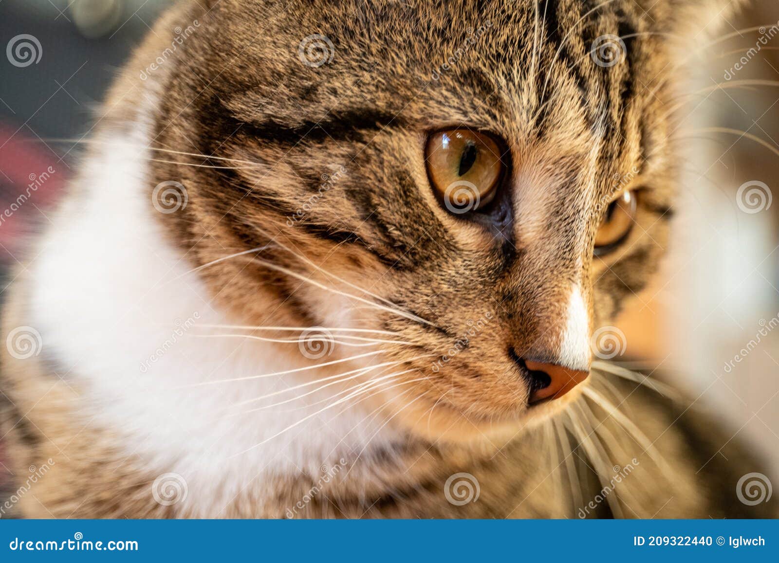 Young Handsome Tabby Tomcat, Brown and Black Stripes Stock Photo ...