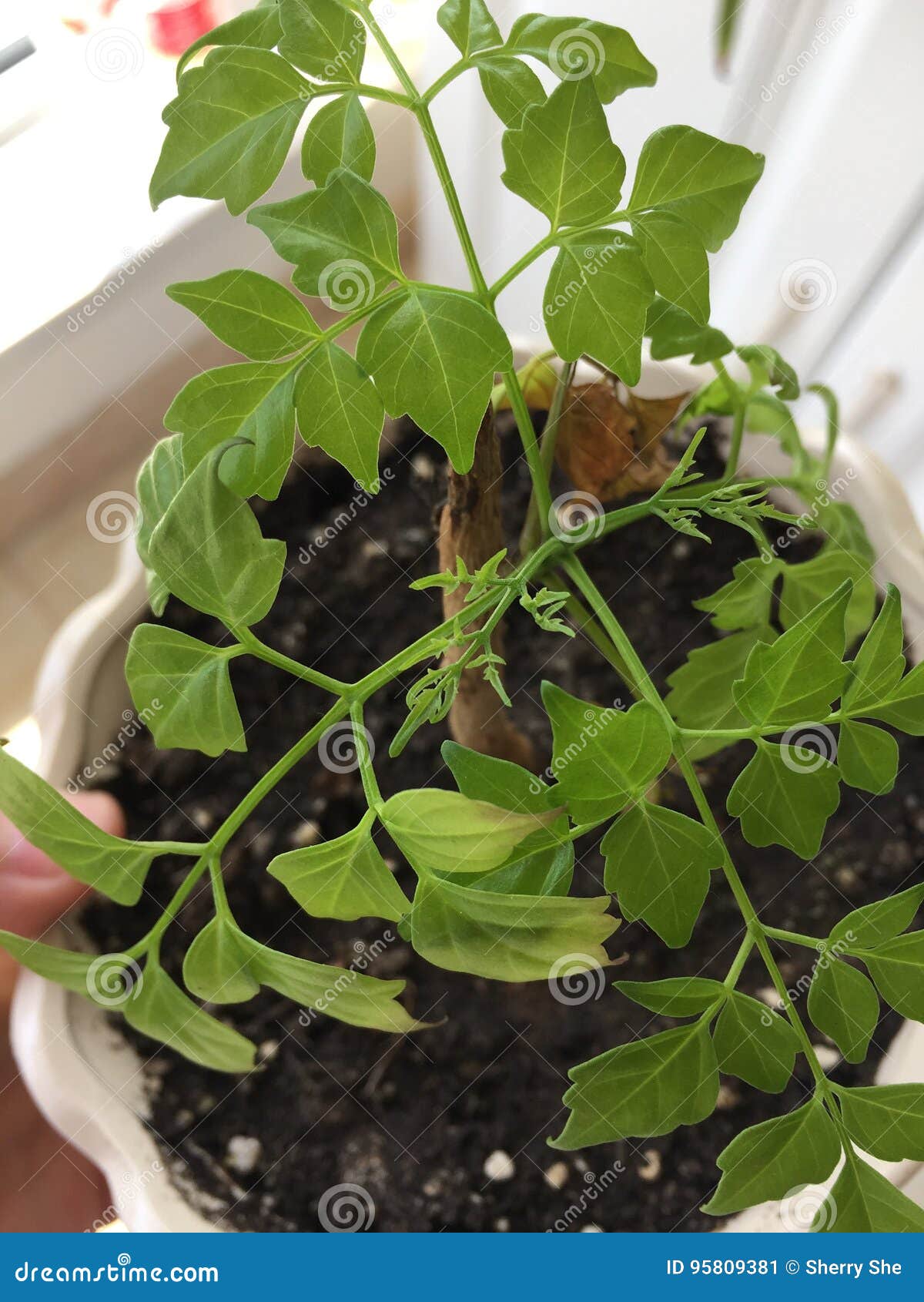 Young happiness tree stock image. Image of light, tree - 95809381