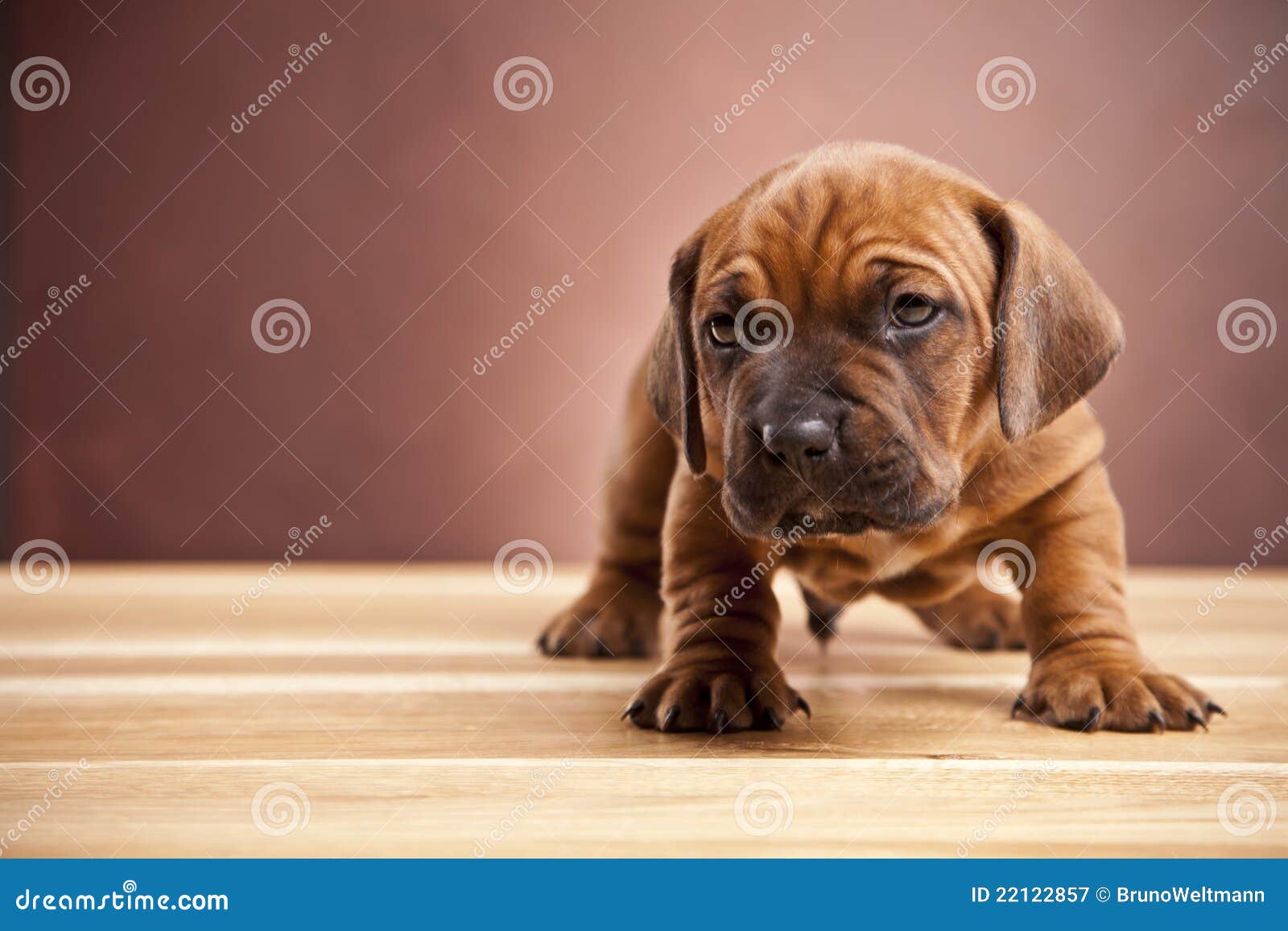 Doggy Royalty-Free Stock Image | CartoonDealer.com #4595494