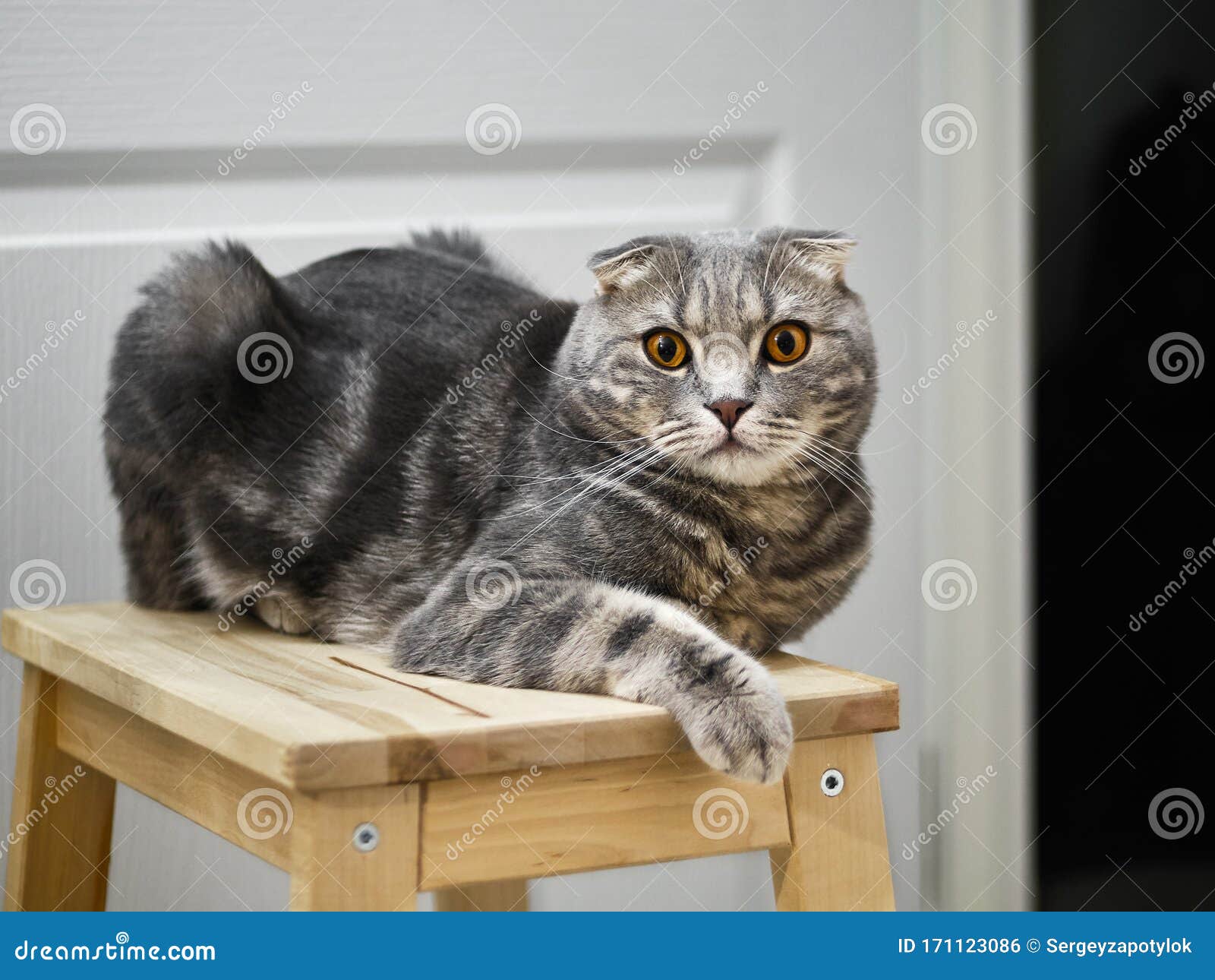 Young Happy Scottish Fold Cat Sitting on a Stool in Front of Room Door ...
