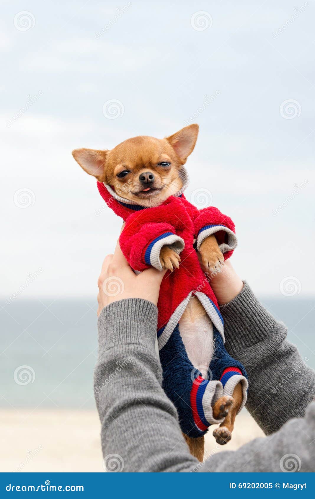 Young Happy Woman Holding Her Cute Small Chihuahua. Stock Image - Image ... Young Happy Woman Holding Her Cute Small Chihuahua. Stock Image - Image ...