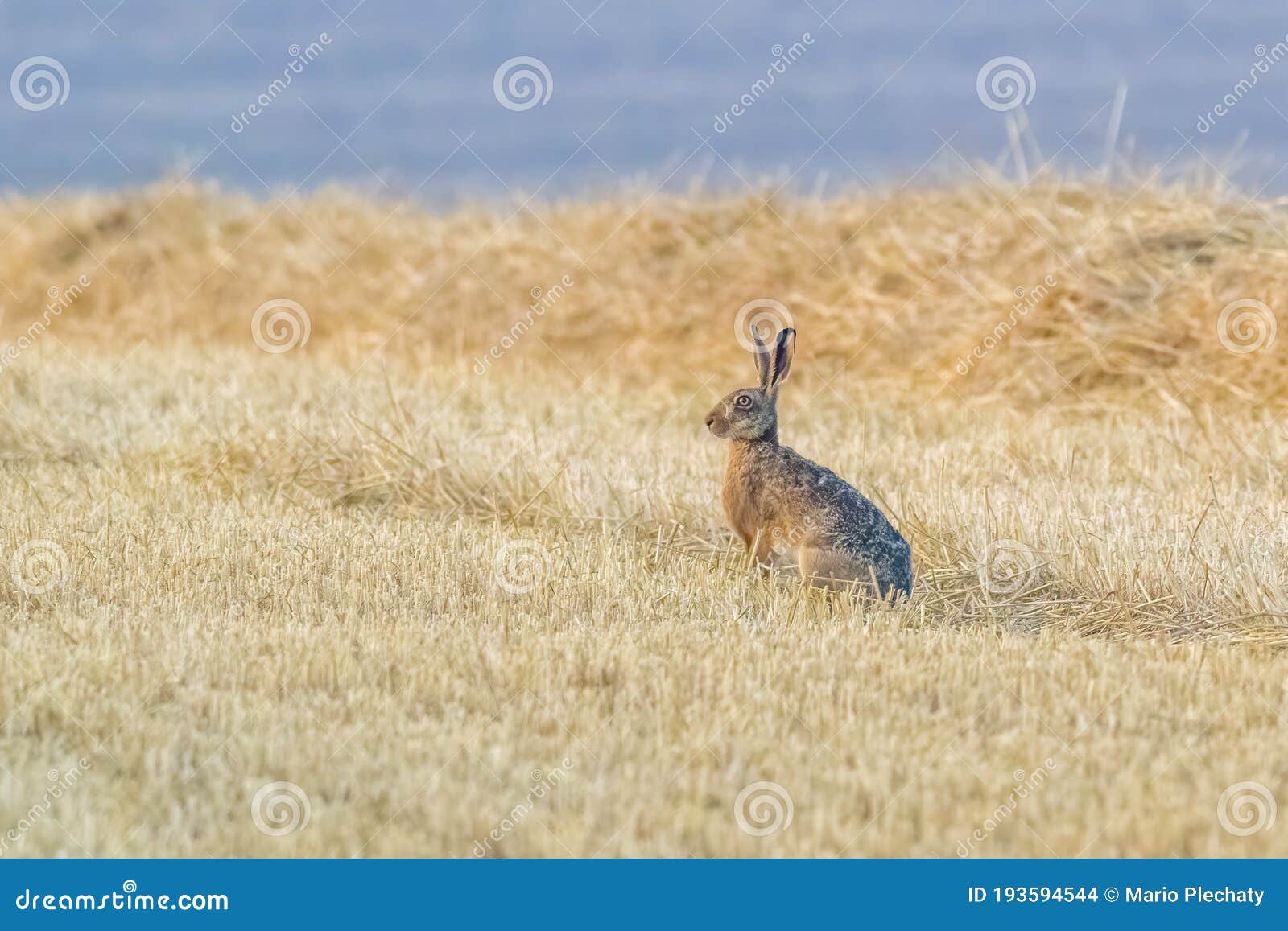 A Young Hare on a Harvested Field Stock Photo - Image of farm, brown ...