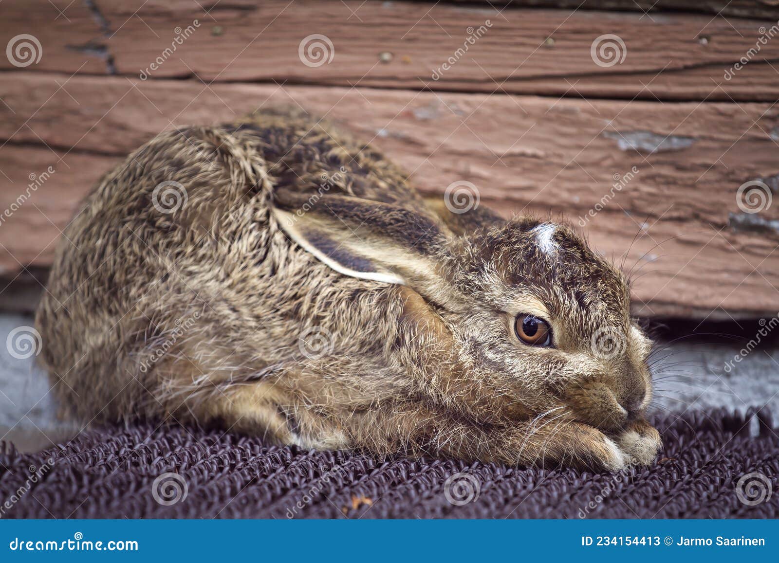 The Young Hare is Lying Down Stock Image - Image of animal, beautiful ...