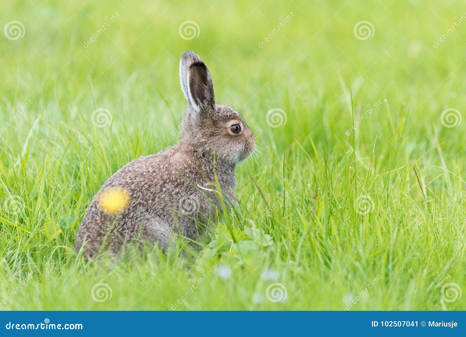 Young Hare Sitting in Deep Grass Stock Image - Image of fast, animal ...