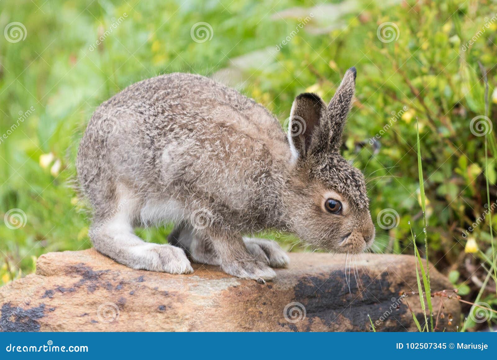 A Young Hare Sitting on a Stone Stock Image - Image of grass, sitting ...