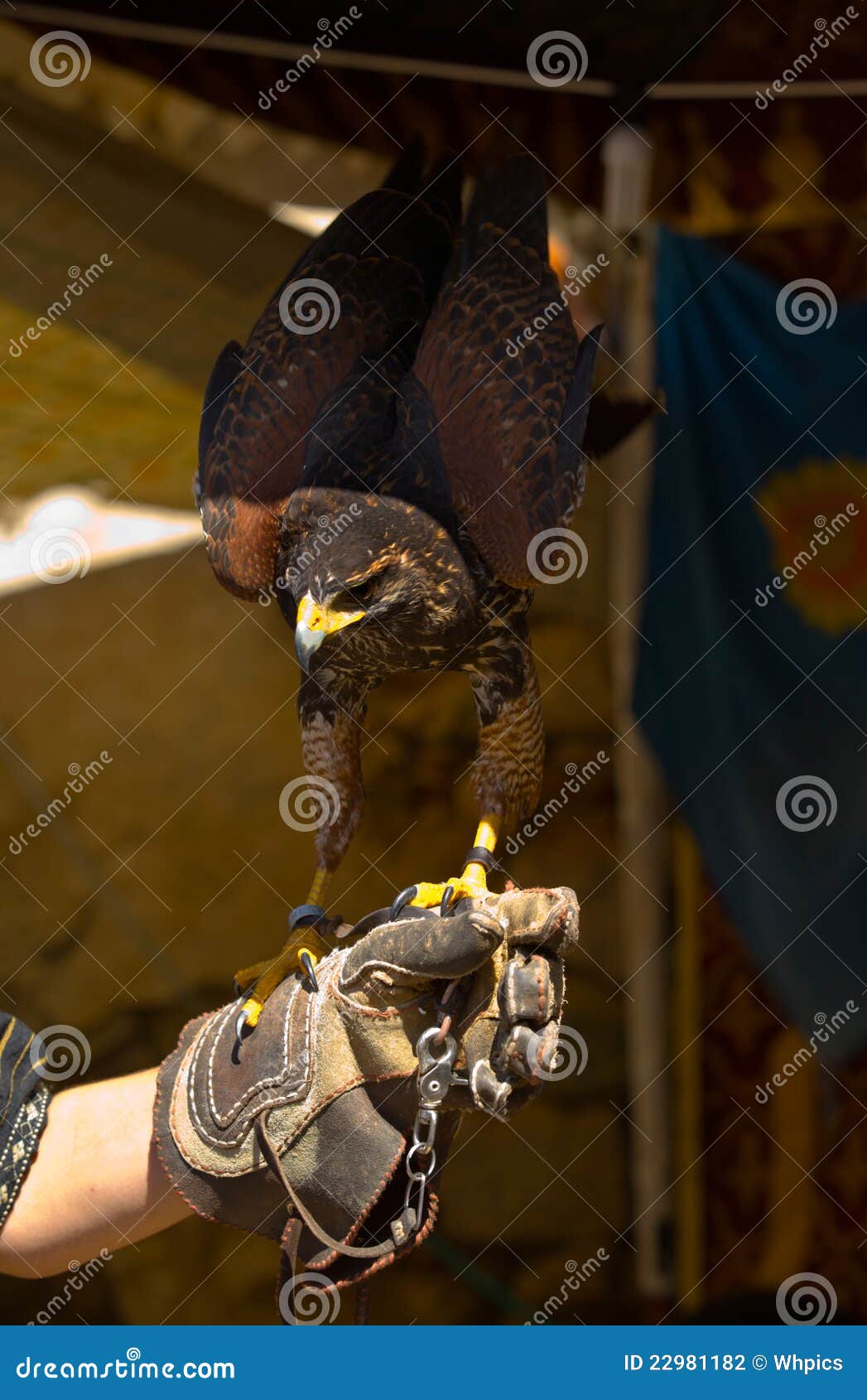 Young Harris Hawk stock photo. Image of bird, wing, perche - 22981182