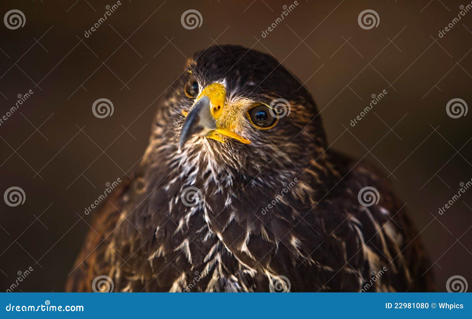 Young Harris Hawk VI stock photo. Image of hight, muslim - 22981080