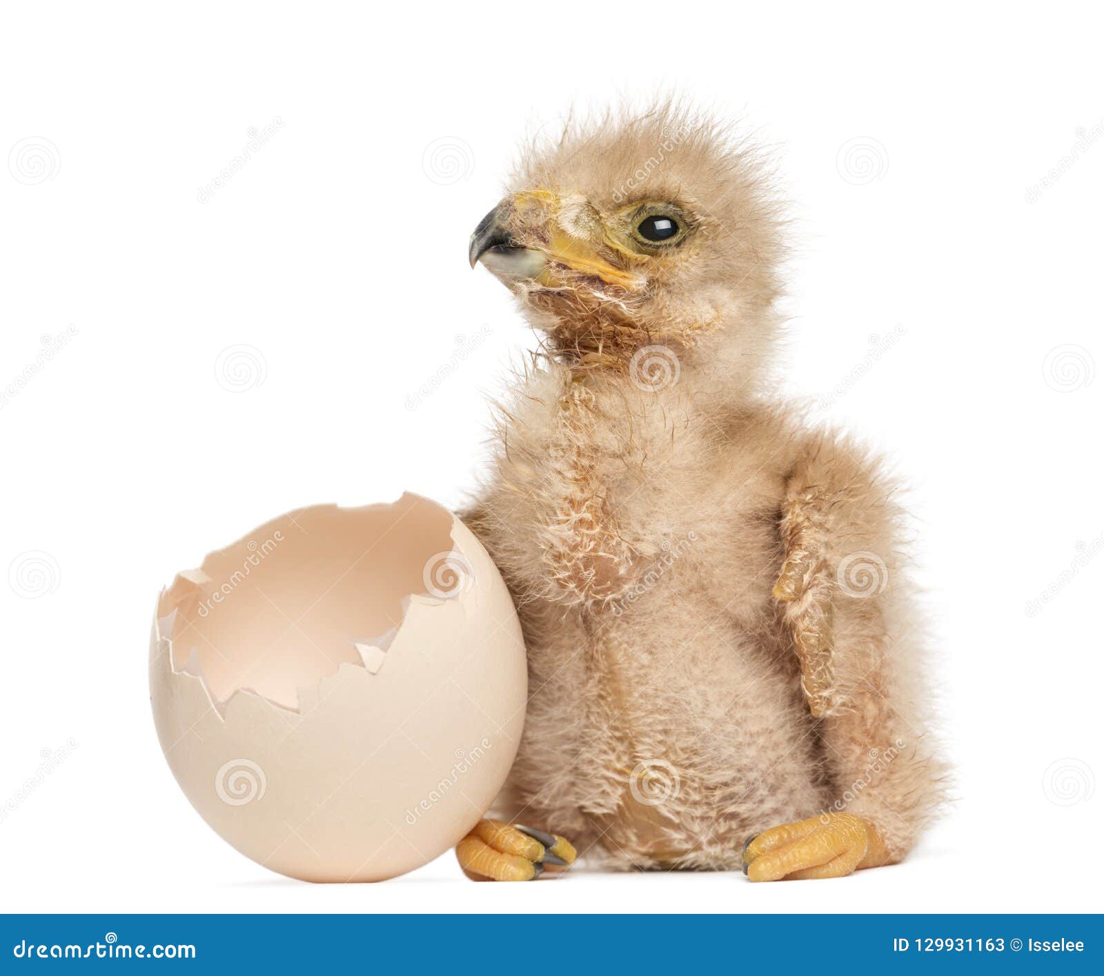Young Harris`s Hawk Next To the Egg from Which he Hatched Out Stock ...