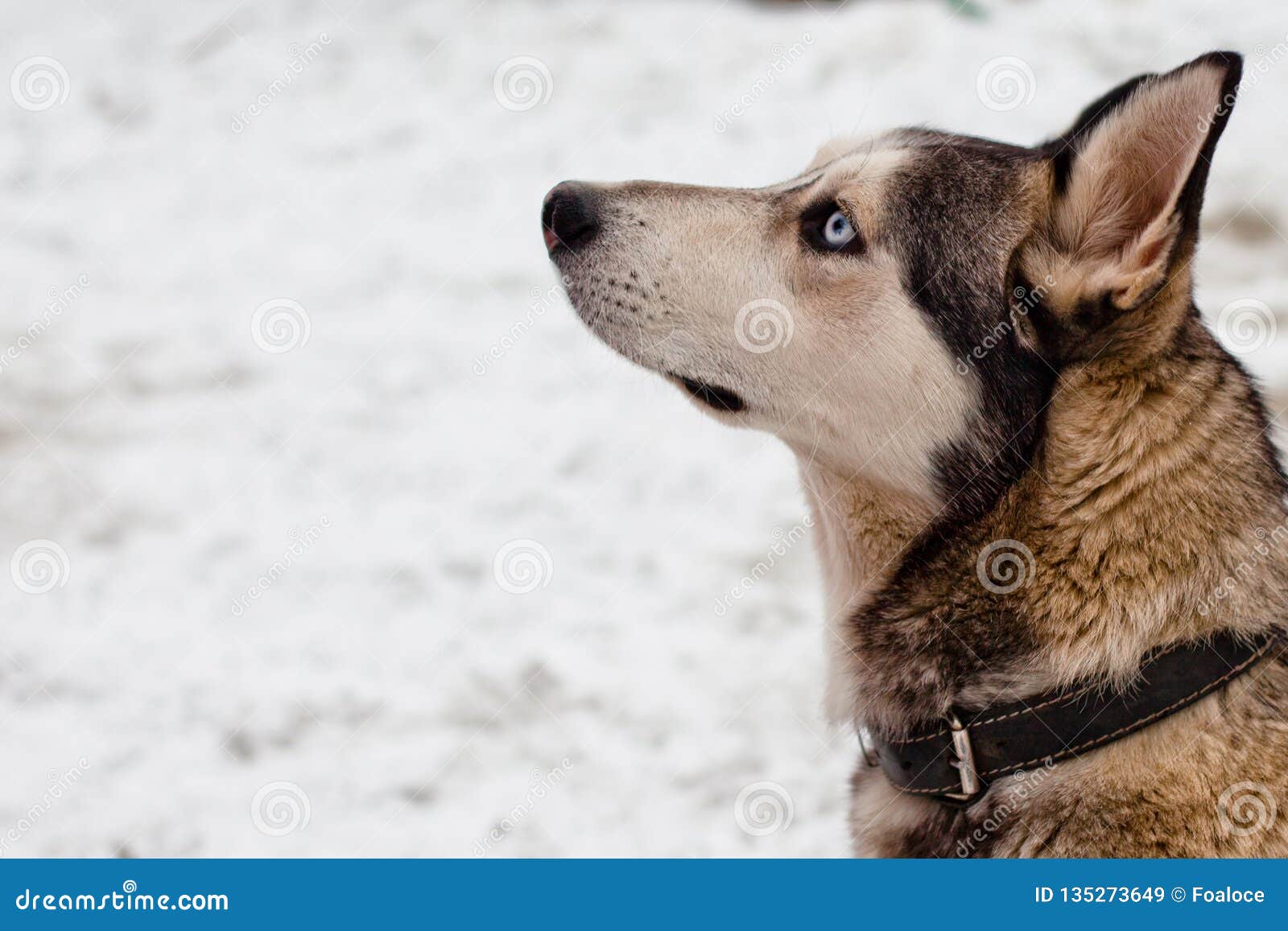 Young haski stock image. Image of attention, snow, outdoor - 135273649