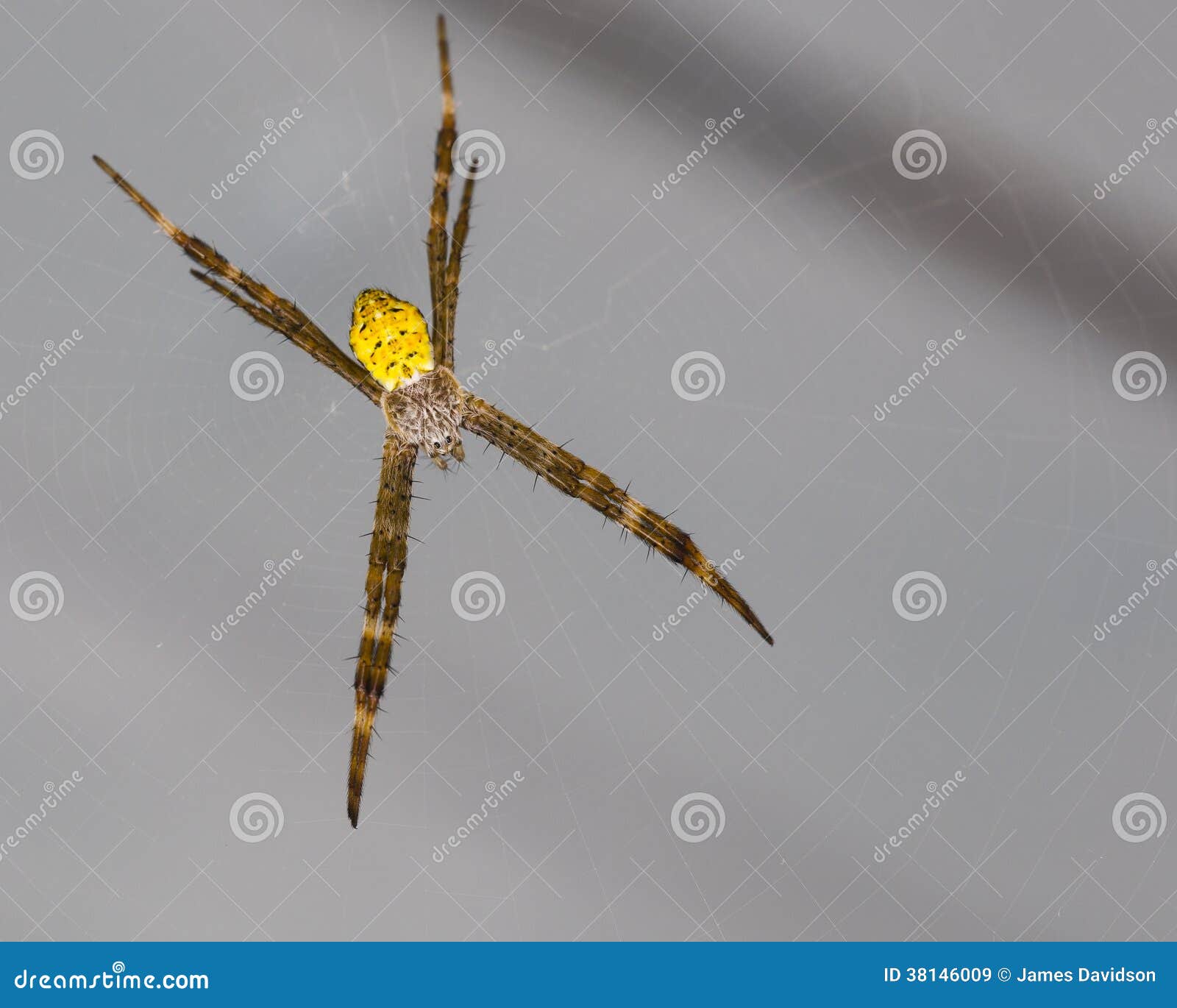 Young Hawaiian Garden Spider Isolated on Gray Stock Image - Image of ...