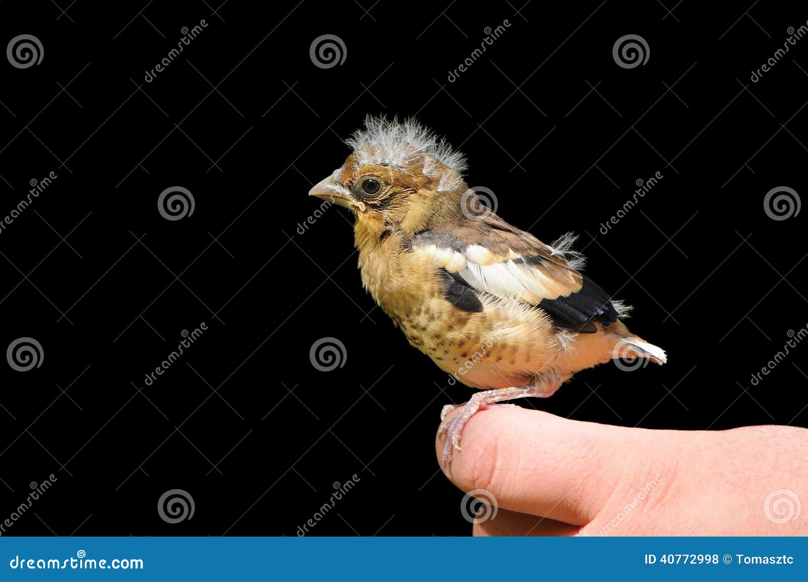 Young Hawfinch bird stock photo. Image of young, chick - 40772998