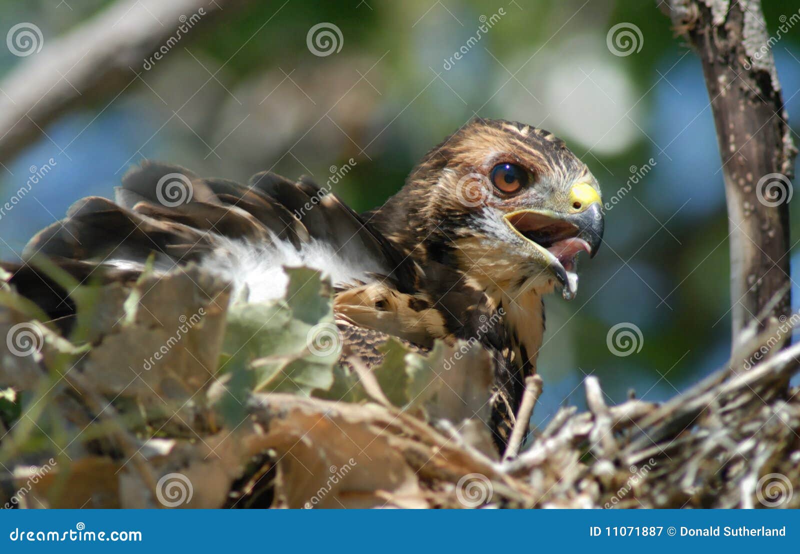 Young hawk stock image. Image of raptor, alert, raptorial - 11071887
