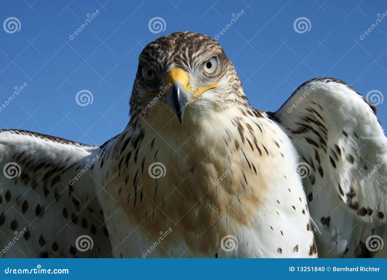 Young Hawk stock photo. Image of nature, horizontal, soaring - 13251840