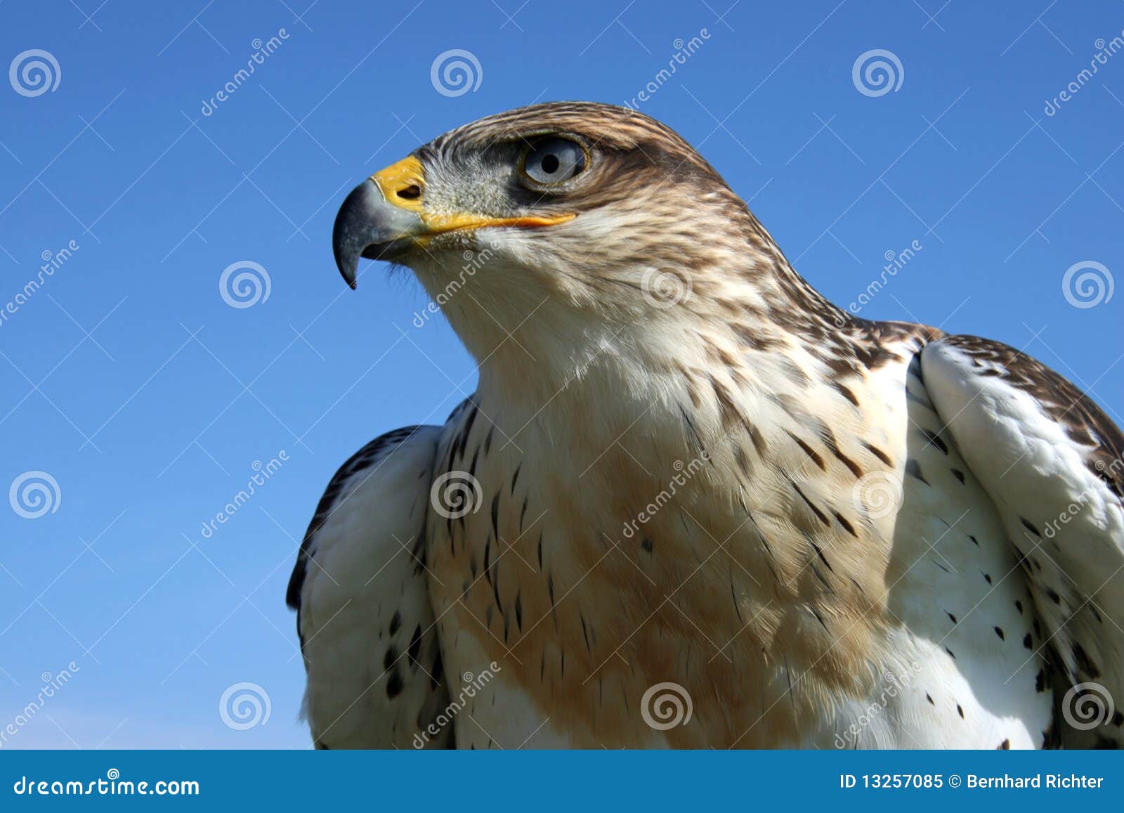 Young Hawk stock image. Image of looking, clear, rough - 13257085