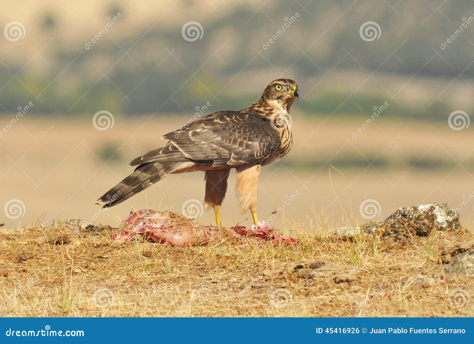 Young hawk stock photo. Image of animal, hawk, fighting - 45416926