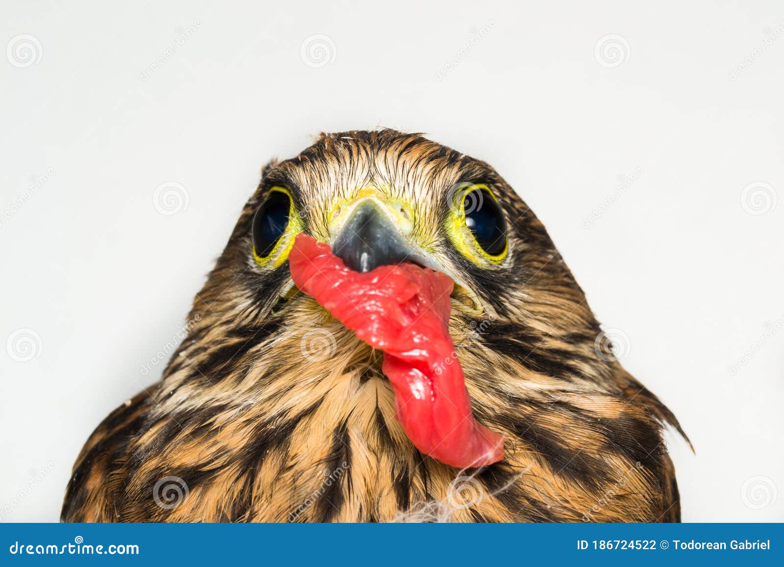 Young Hawk Feeding with Raw Beef Meat at the Veterinary Clinic Stock ...