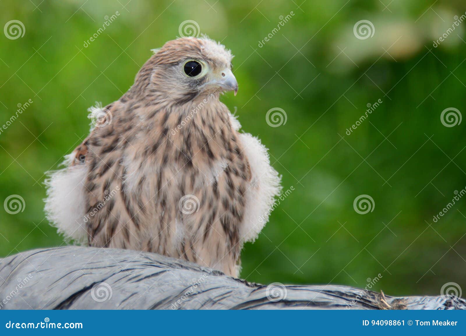 Young hawk fledgling stock image. Image of birds, portrait - 94098861
