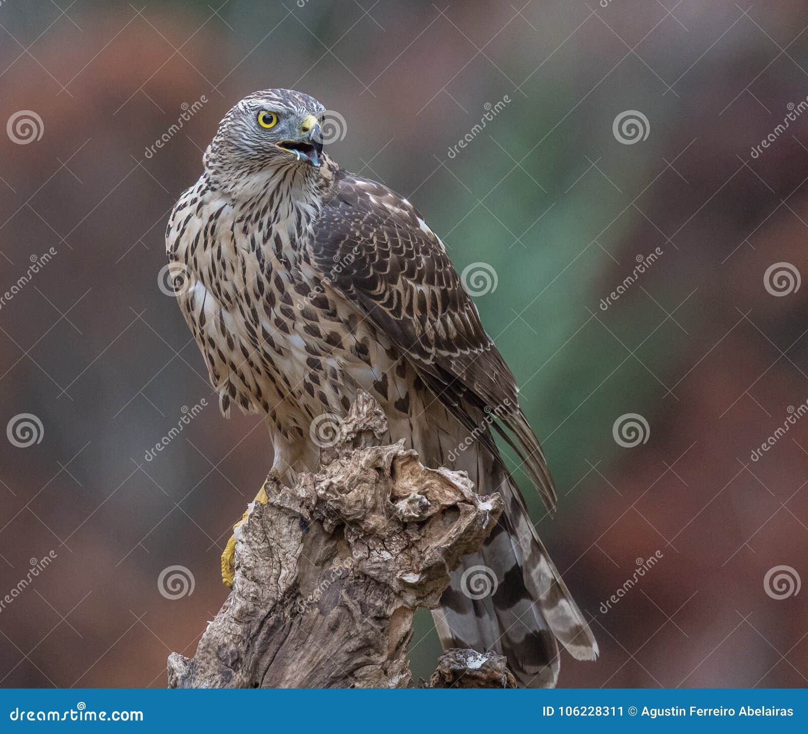 The Young Goshawk of the Forest Stock Image - Image of fattening ...