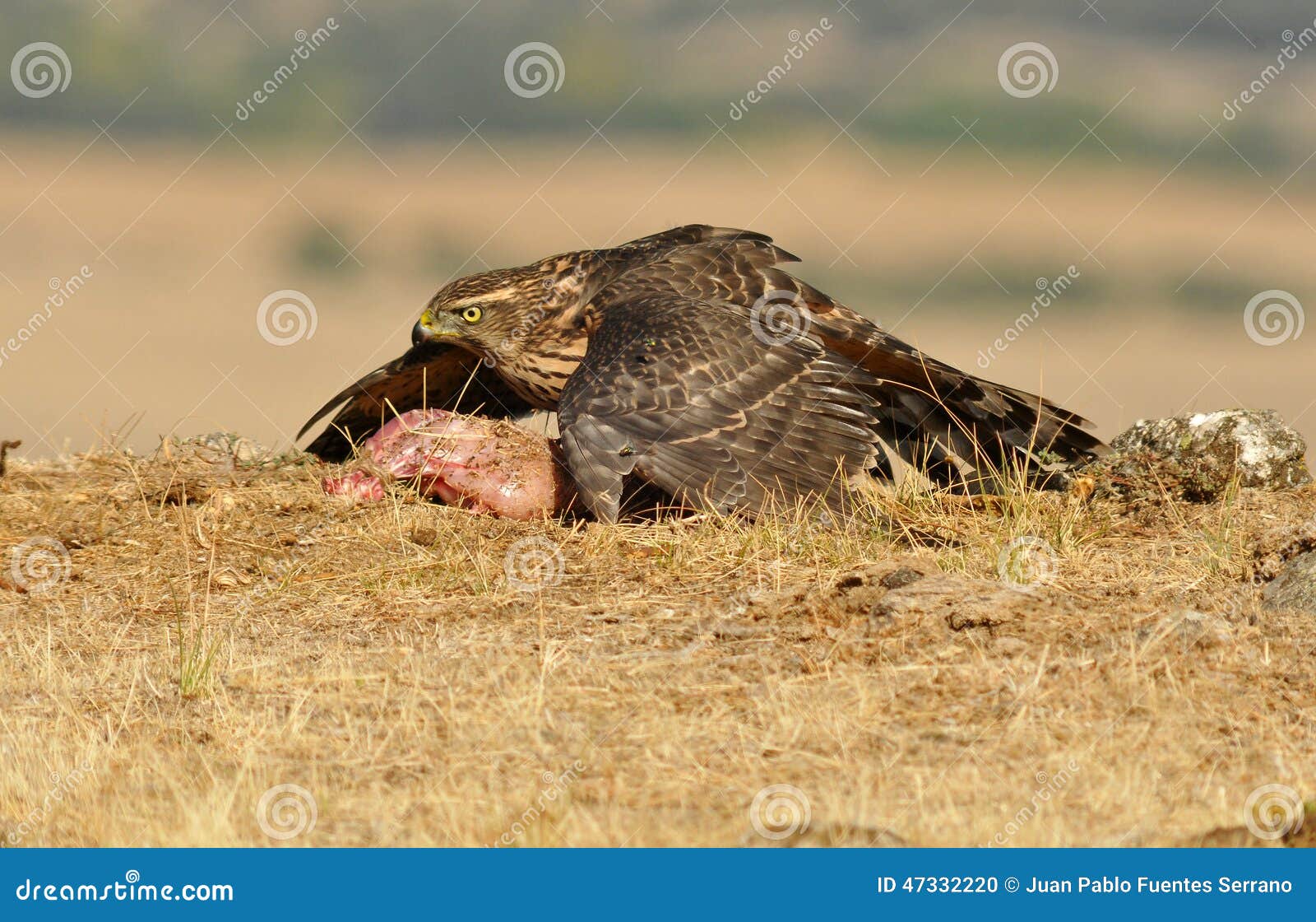 Young hawk hiding food stock photo. Image of real, naturaleza - 47332220