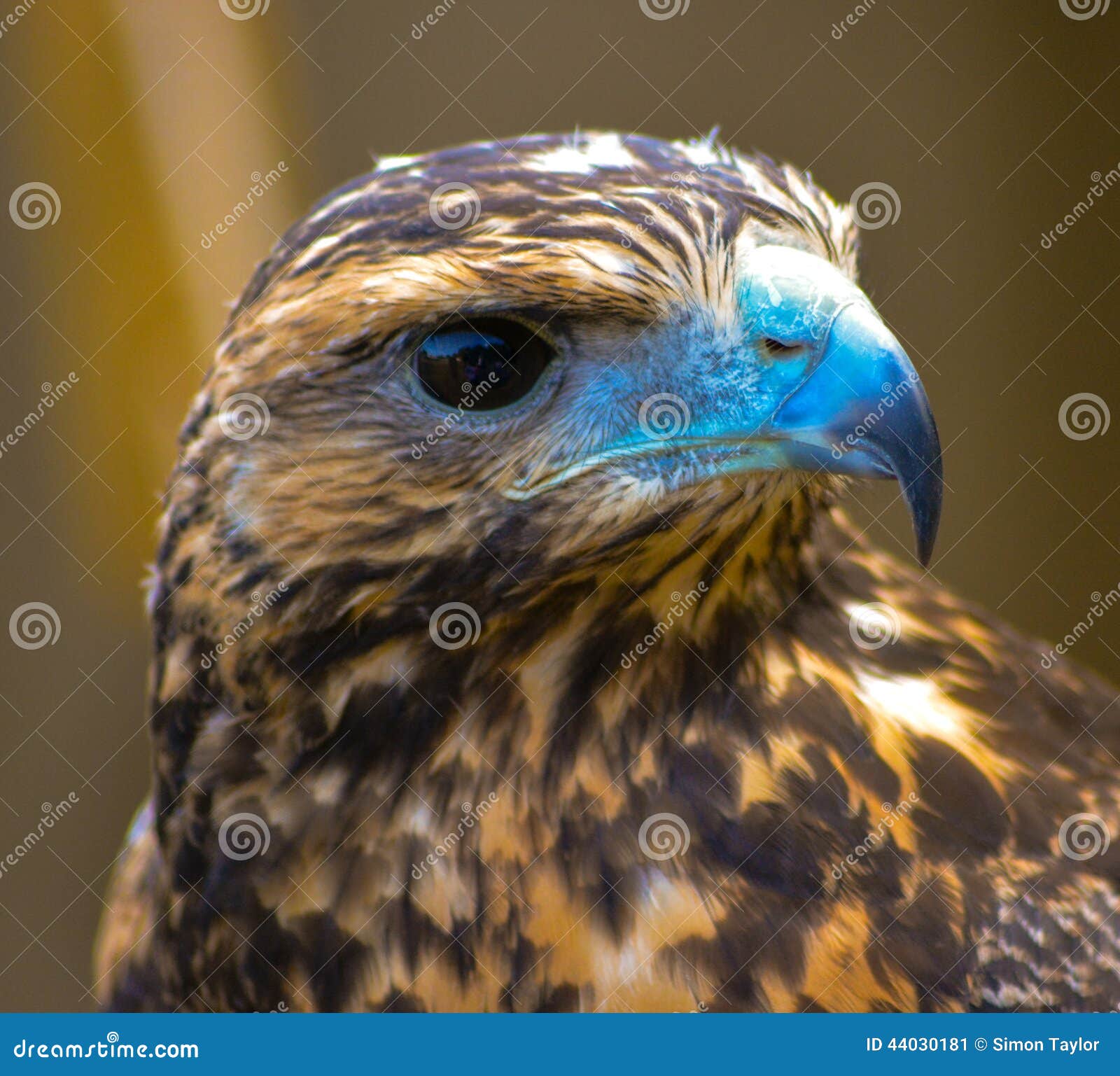 Young Hawk stock image. Image of attack, capture, beak - 44030181