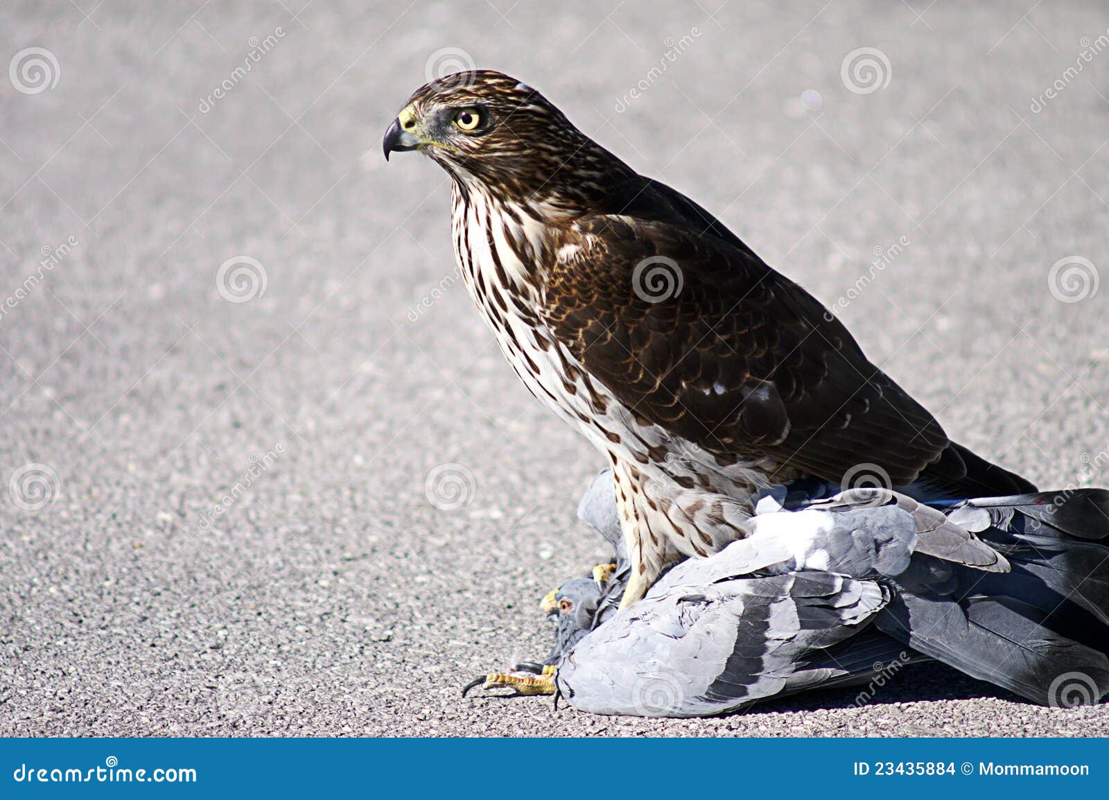 A Young Hawk with Prey stock photo. Image of outdoor - 23435884
