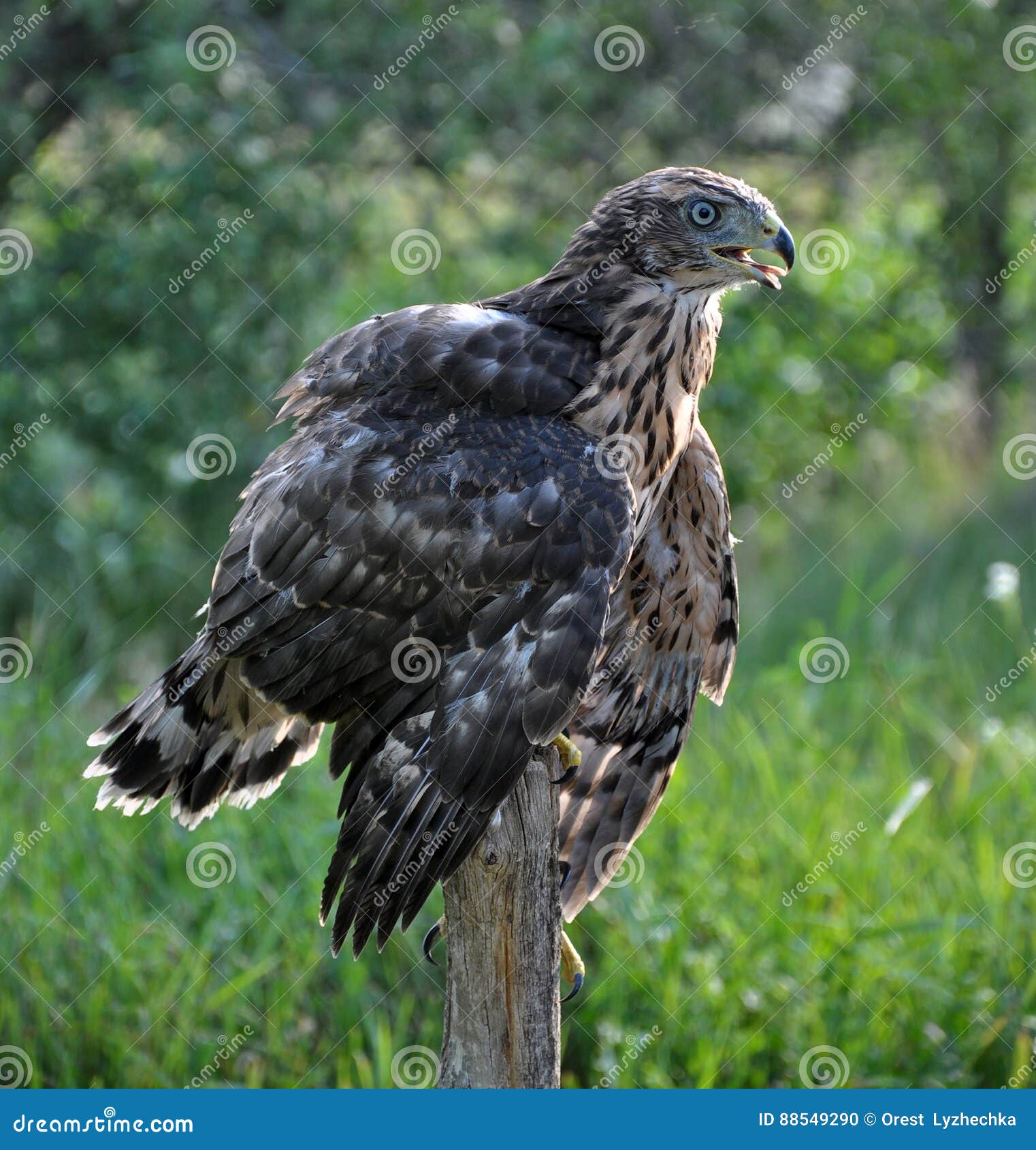 A Young Hawk Sitting on a Tree Trunk_4 Stock Photo - Image of beautiful ...