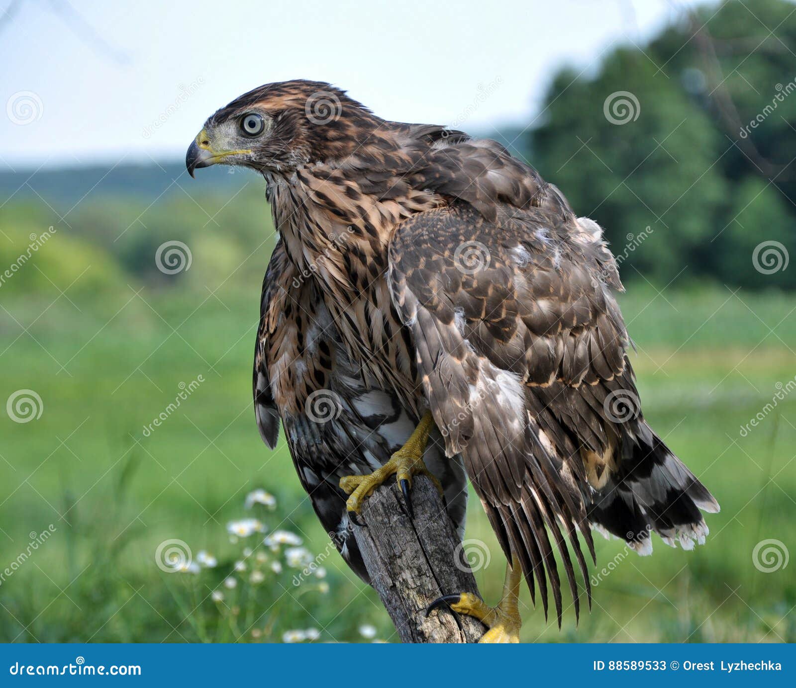A Young Hawk Sitting on a Tree Trunk Stock Image - Image of profile ...