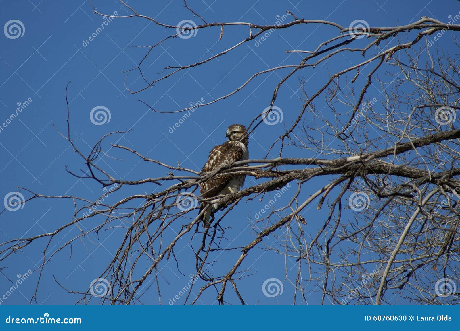 Young hawk in tree stock photo. Image of flies, raptor - 68760630