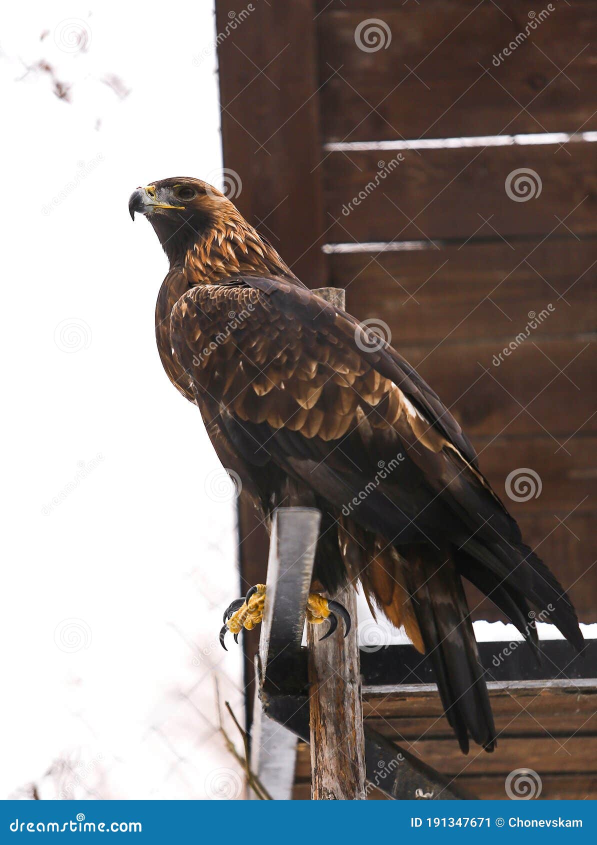 Hawk stock image. Image of quail, animal, birding, beautiful - 191347671