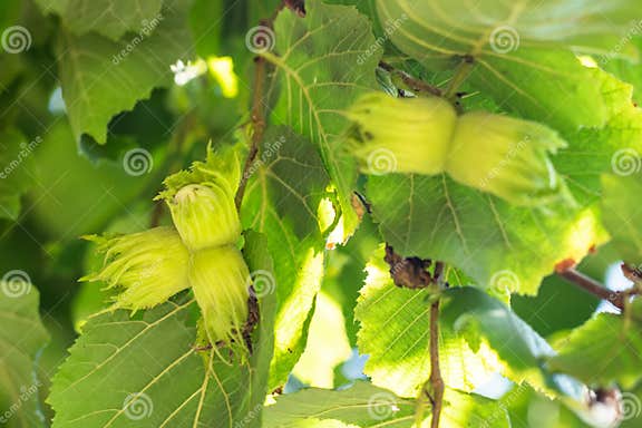 Young Hazel, Green Hazelnut Nuts, Grow on a Tree Stock Photo - Image of ...