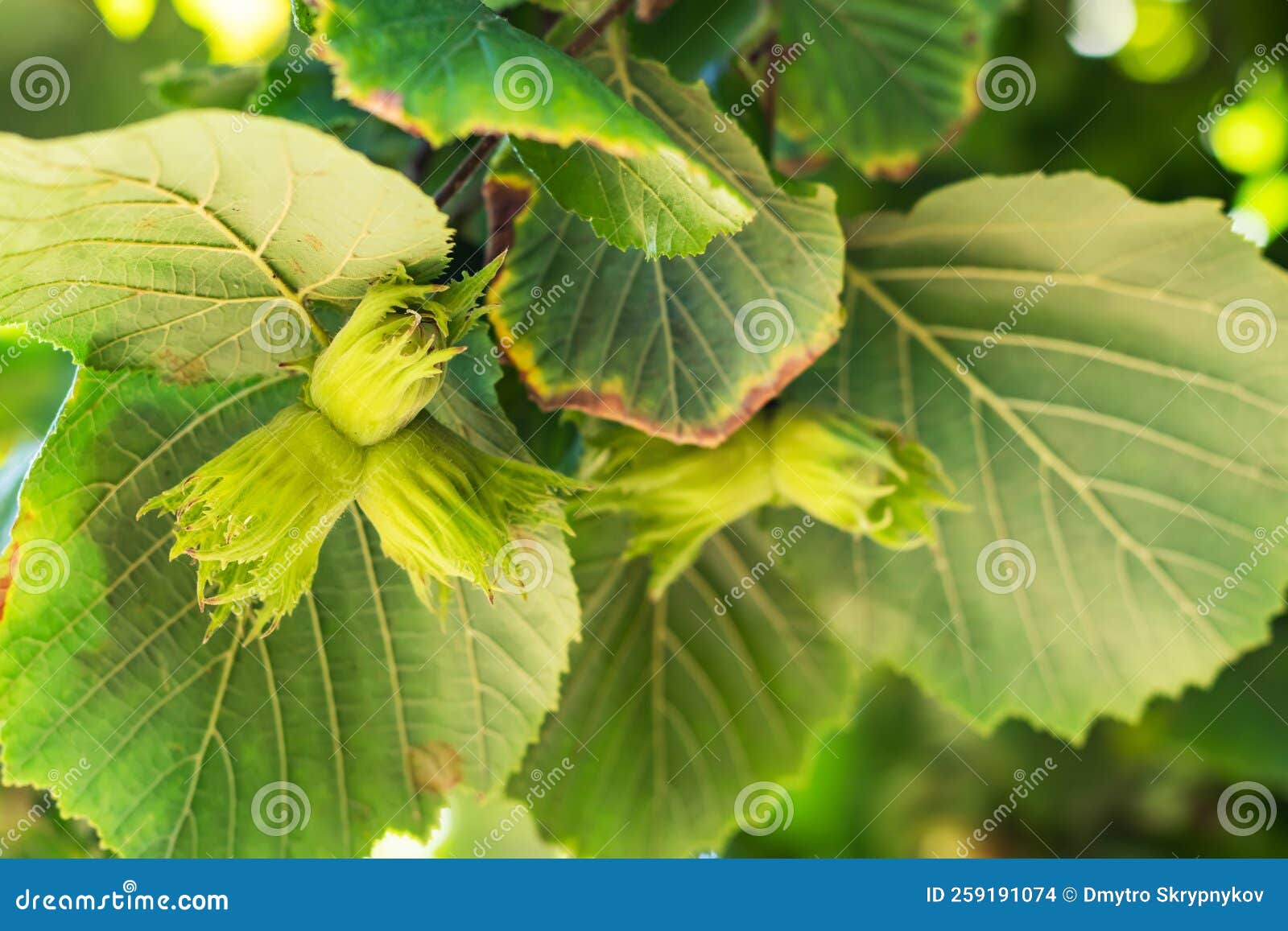 Young Hazel, Green Hazelnut Nuts, Grow on a Tree Stock Photo - Image of ...