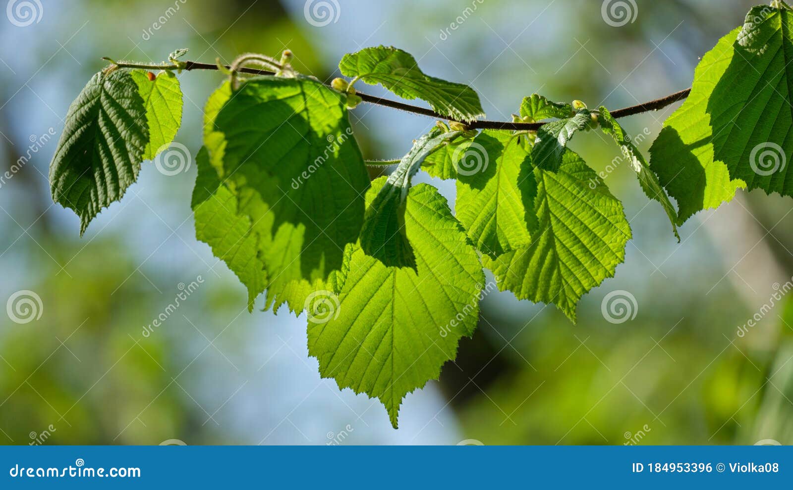 Young Hazel Leaves in Spring Park in Morning Sun Stock Photo - Image of ...