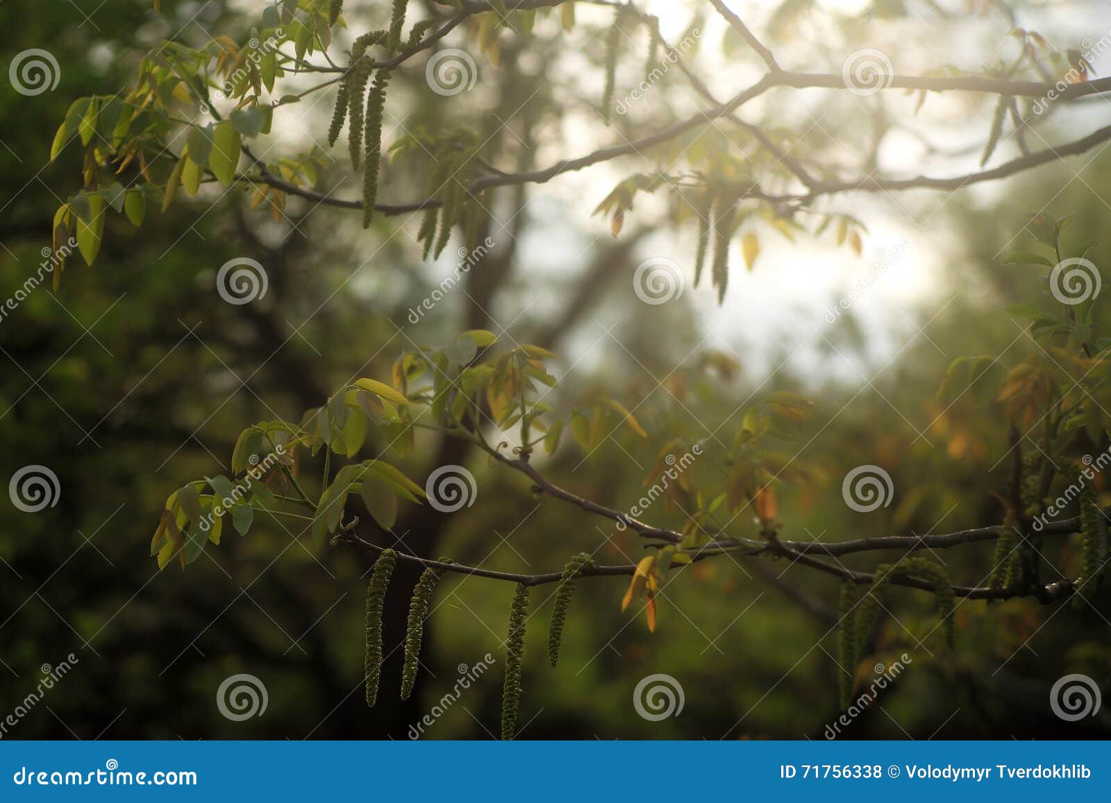 Young hazel tree stock photo. Image of background, hazel - 71756338