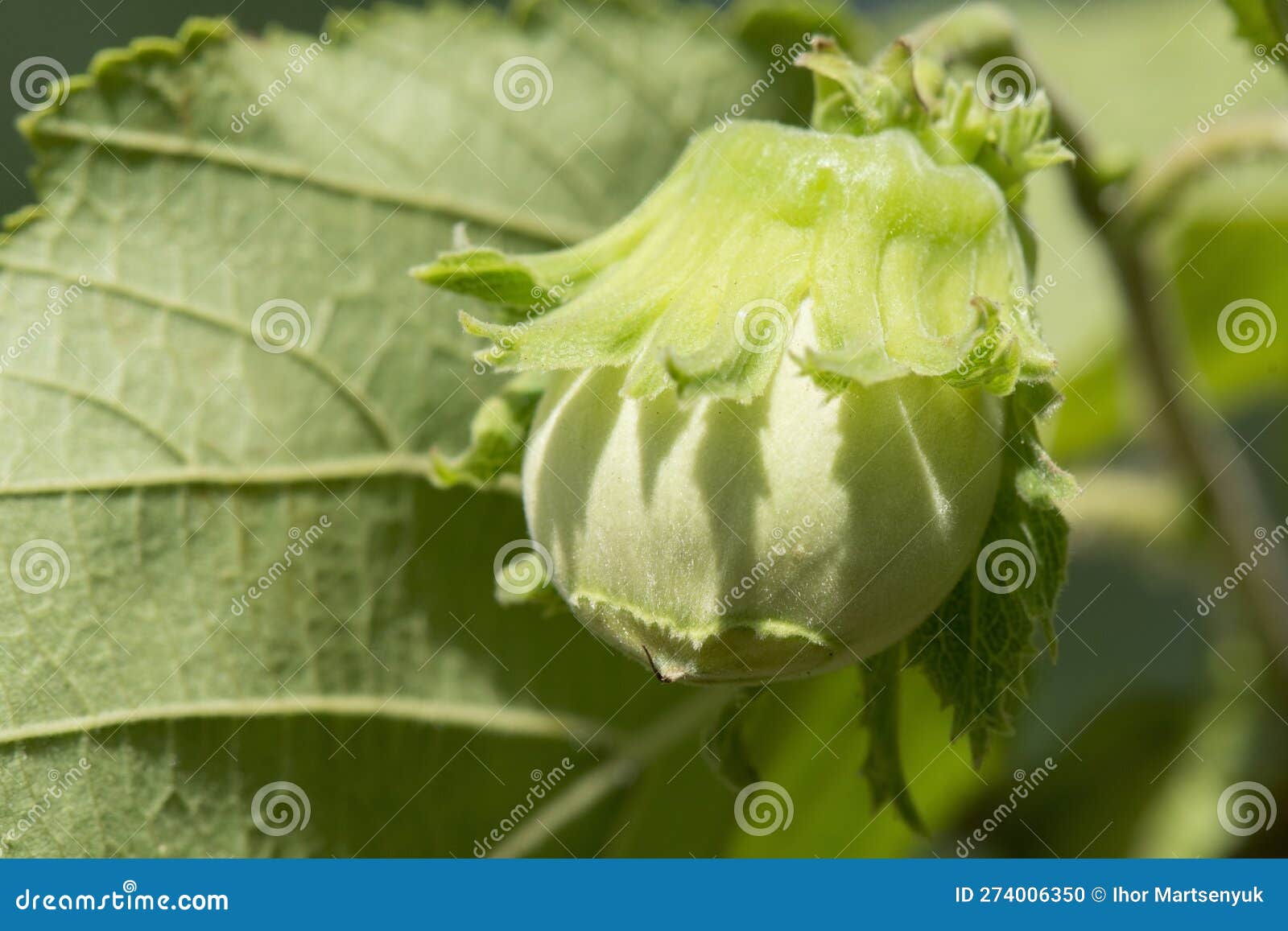 Young Hazelnut on a Branch. Wild Cobnuts Stock Photo - Image of bush ...