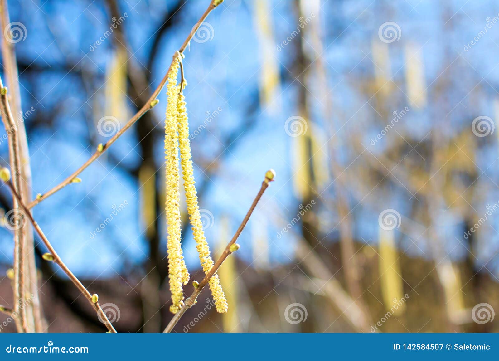 Hazelnut Catkins Hanging from the Tree Stock Image - Image of season ...