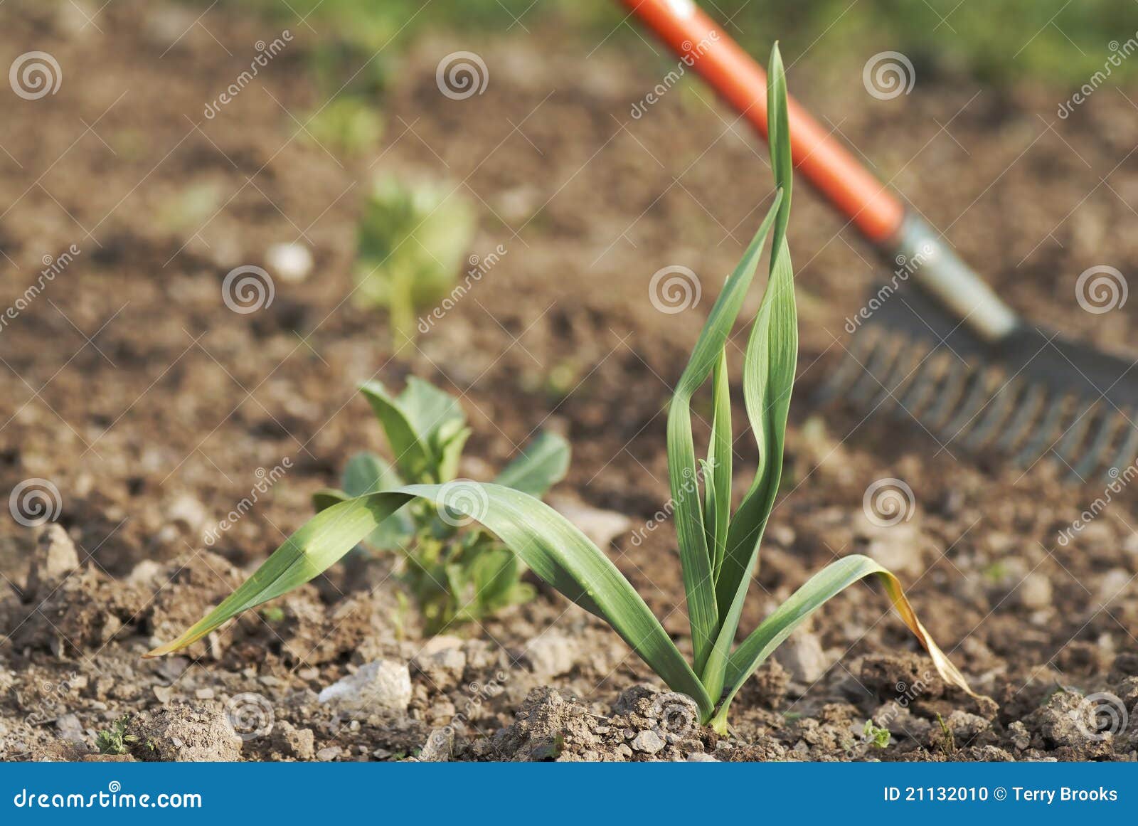 Young Healthy Garlic (Allium Sativum) Plant. Stock Photo - Image of ...