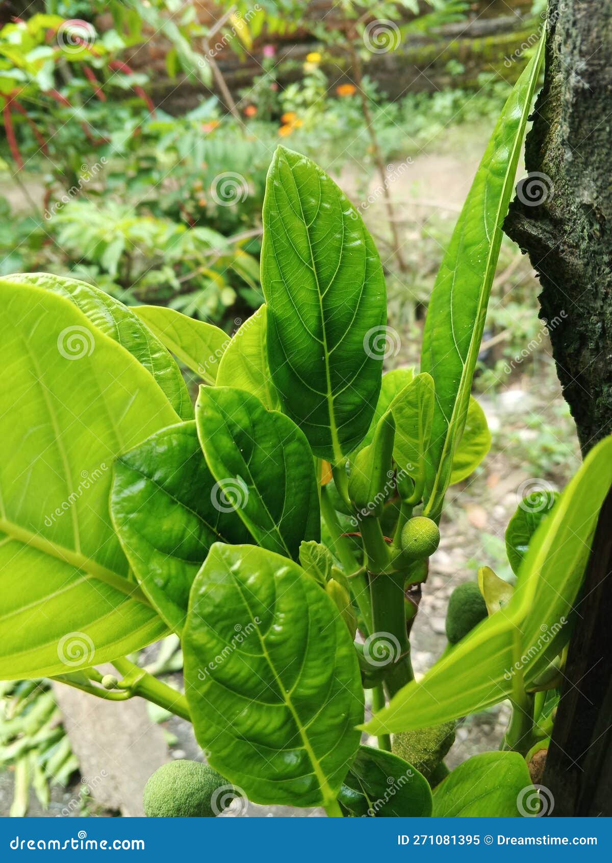 Young and Healthy Leaves and Flowers of the Jackfruit Tree Stock Image ...