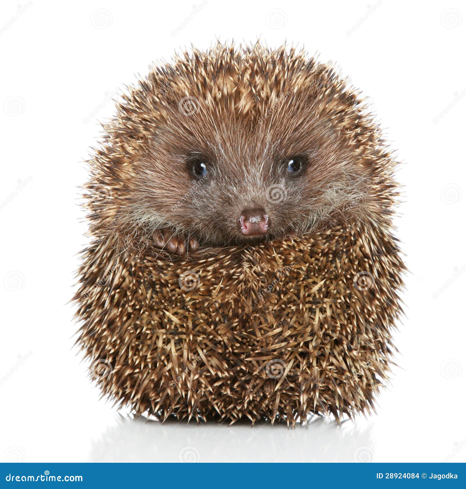 Young Hedgehog In Front Of White Background Stock Photo - Image: 28924084