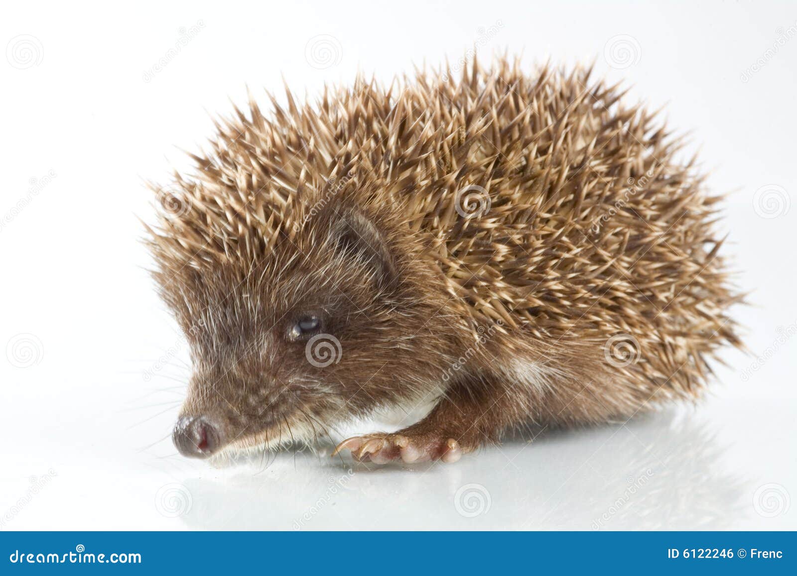 Young Hedgehog in Front of a White Background Stock Photo - Image of ...
