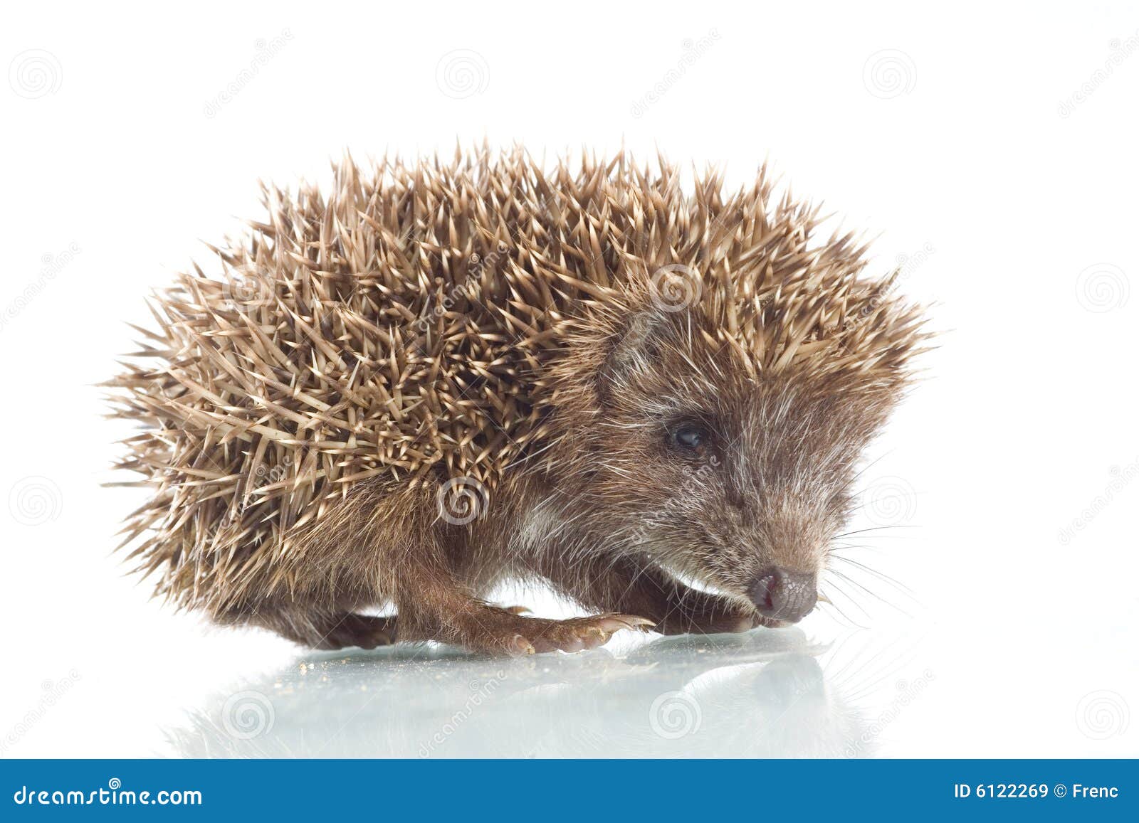 Young Hedgehog in Front of a White Background Stock Image - Image of ...