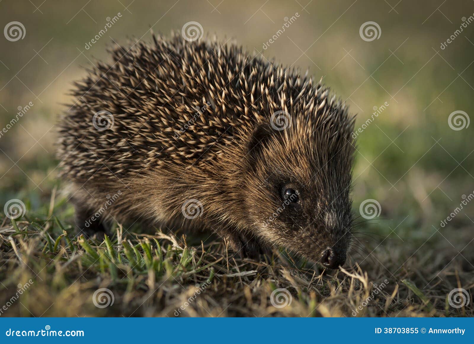 Young hedgehog on the go stock image. Image of youth - 38703855