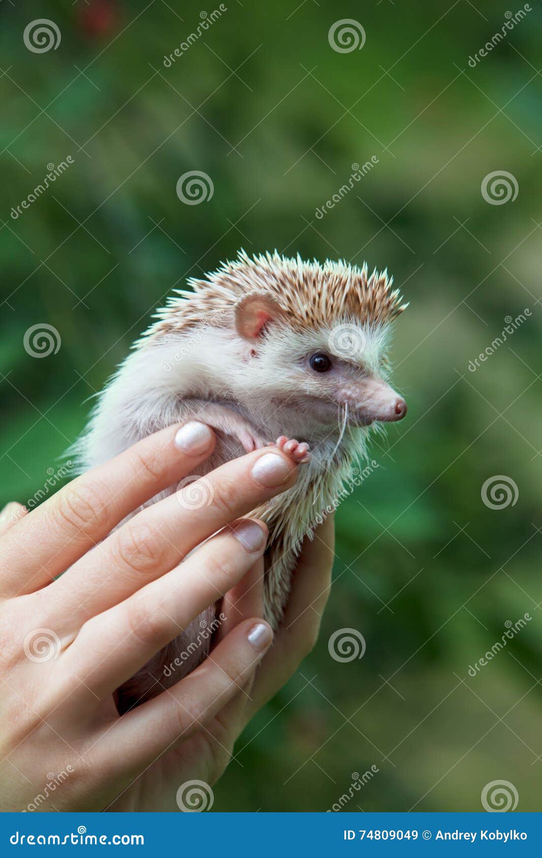 Young hedgehog in hands stock image. Image of background - 74809049
